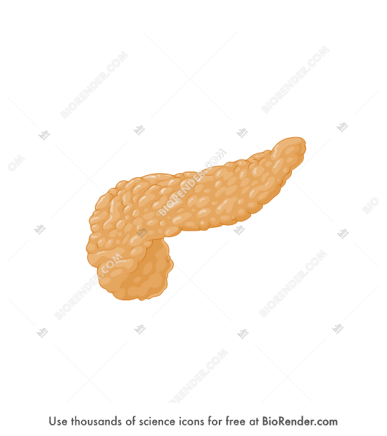 Free Pancreas Icons, Symbols & Images | BioRender