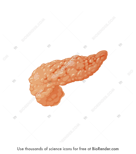 Free Pancreas (inflamed) Icons, Symbols & Images | BioRender