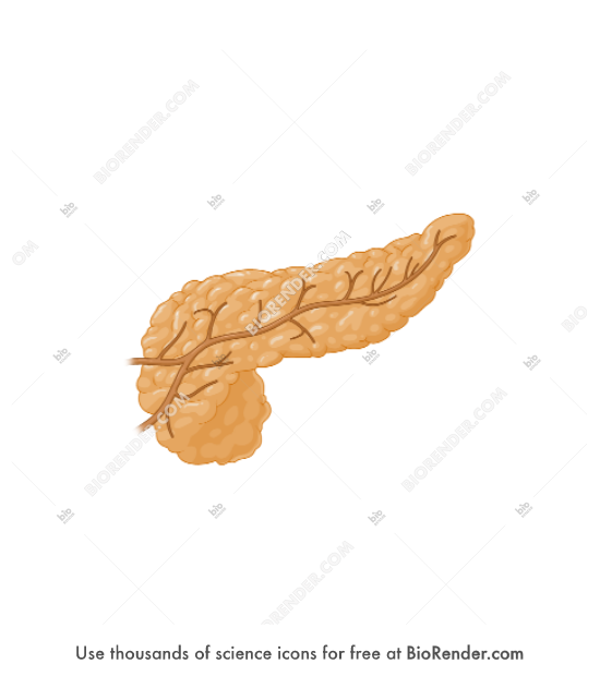 Free Pancreas (with duct) Icons, Symbols & Images | BioRender
