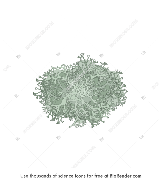 Free Lichen (Cladonia portentosa) Icons, Symbols & Images | BioRender