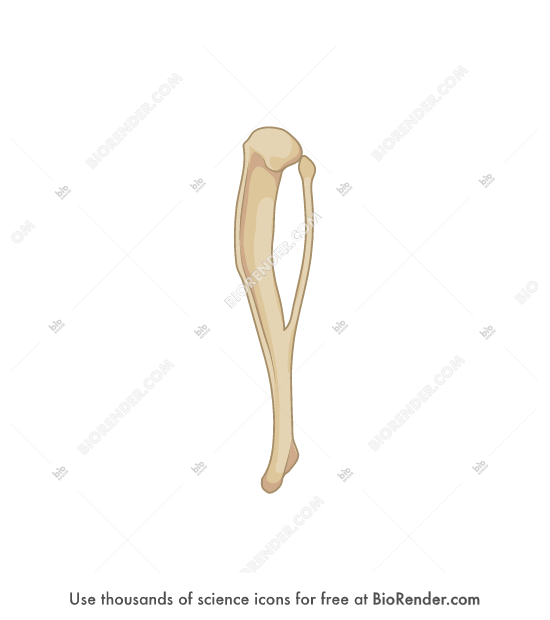 Free Mouse tibia and fibula (lateral) Icons, Symbols & Images | BioRender