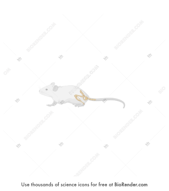 Free Mouse leg bones (lateral view) Icons, Symbols & Images | BioRender