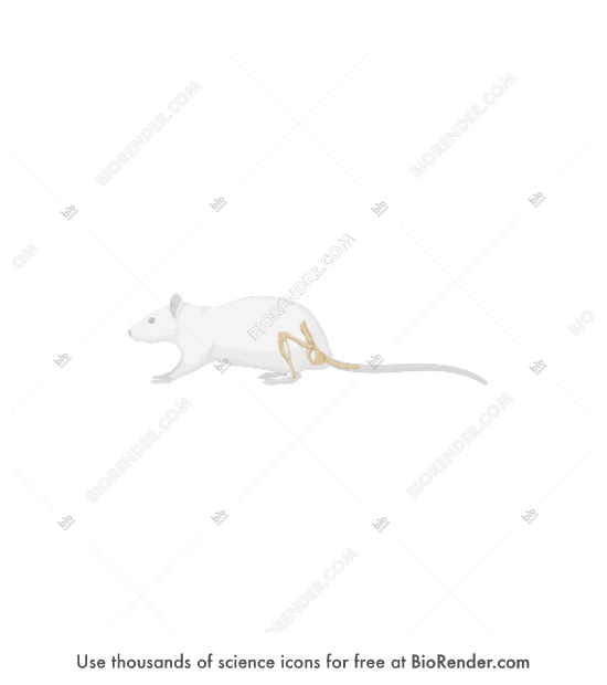 Free Rat leg bones (lateral view) Icons, Symbols & Images | BioRender