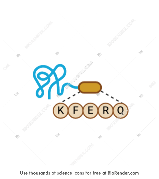 Free KFERQ motif (CMA) Icons, Symbols & Images | BioRender