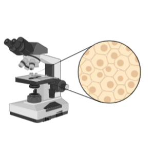 Microscope (tissue sample) | Editable Science Icons from BioRender