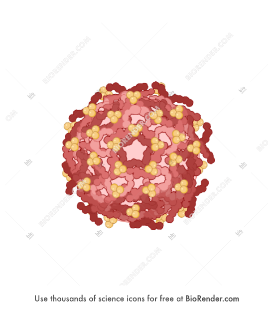 Free Flavivirus (immature) Icons, Symbols & Images | BioRender