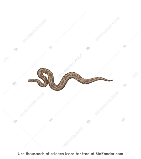 Free Burmese python Icons, Symbols & Images | BioRender