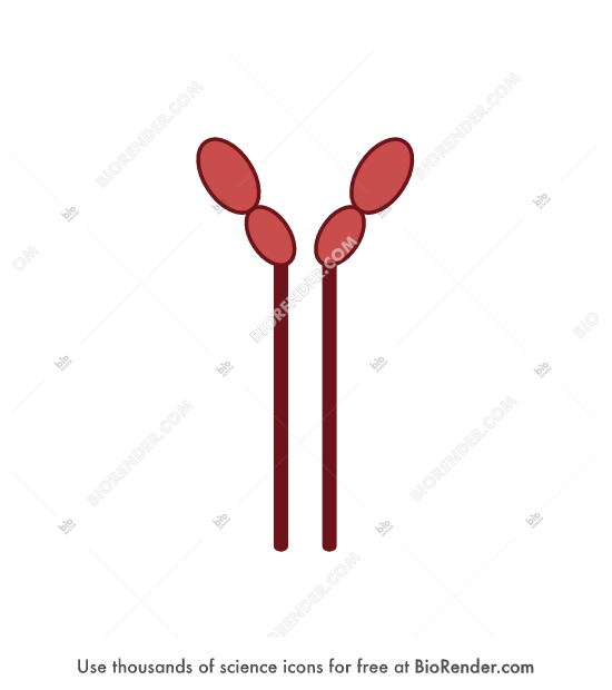 Free PD-L1 / PD-L2 (dimer) Icons, Symbols & Images | BioRender