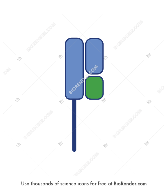 Free Neonatal Fc receptor (FcRn) Icons, Symbols & Images | BioRender