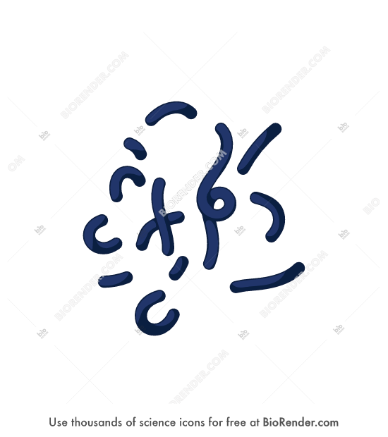 Free Polypeptide (soluble, fragmented) Icons, Symbols & Images | BioRender