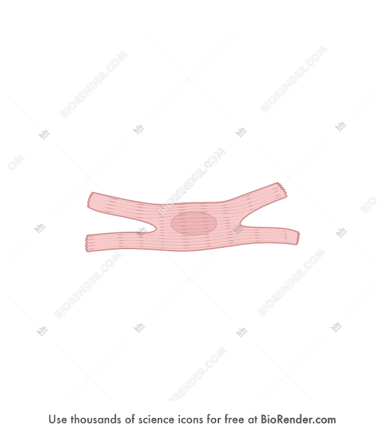 Free Cardiomyocyte Icons, Symbols & Images | BioRender