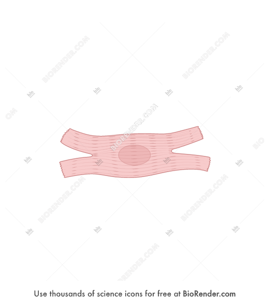 Free Cardiomyocyte (hypertrophy) Icons, Symbols & Images | BioRender