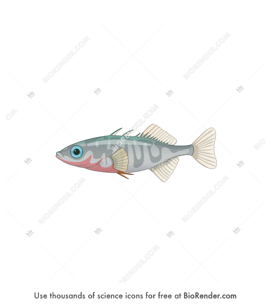 Free Three-spined stickleback (Gasterosteus aculeatus, male) Icons ...
