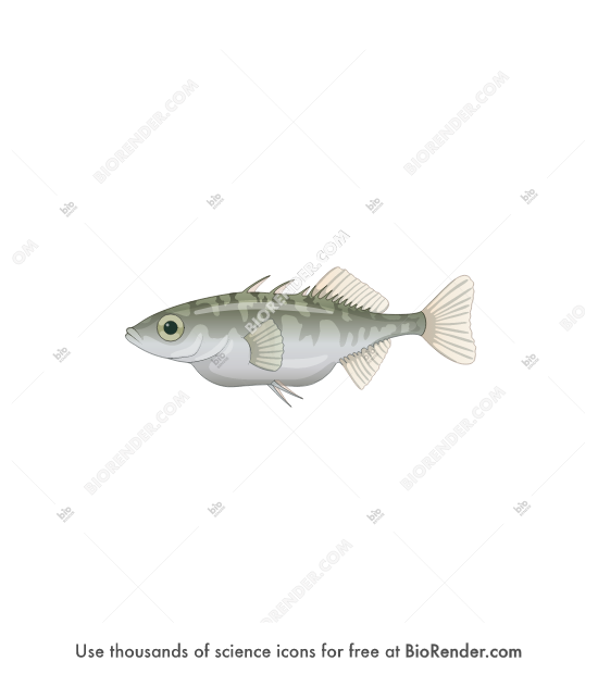 Free Three-spined stickleback (Gasterosteus aculeatus, infected female ...
