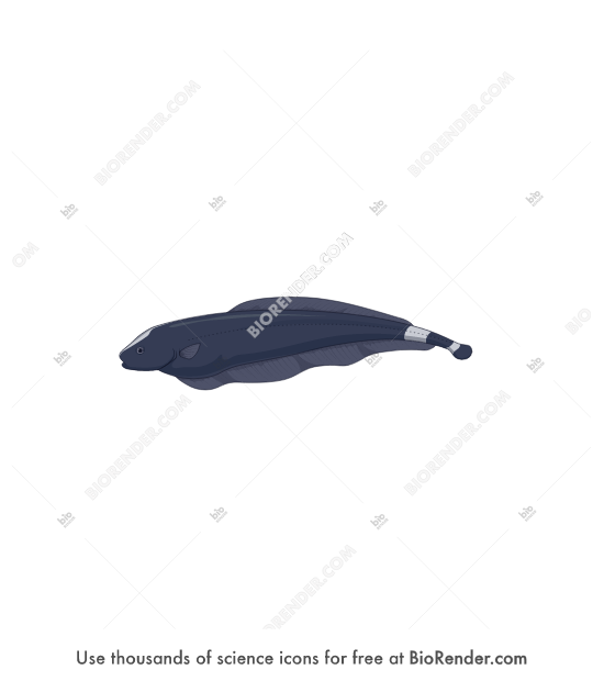 Free Black ghost knifefish Icons, Symbols & Images | BioRender