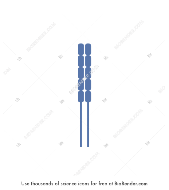 Free E-cadherin (dimer) Icons, Symbols & Images | BioRender