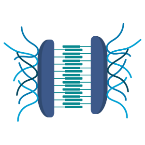 Free Desmosome (hemichannel 2) Icons, Symbols & Images | BioRender