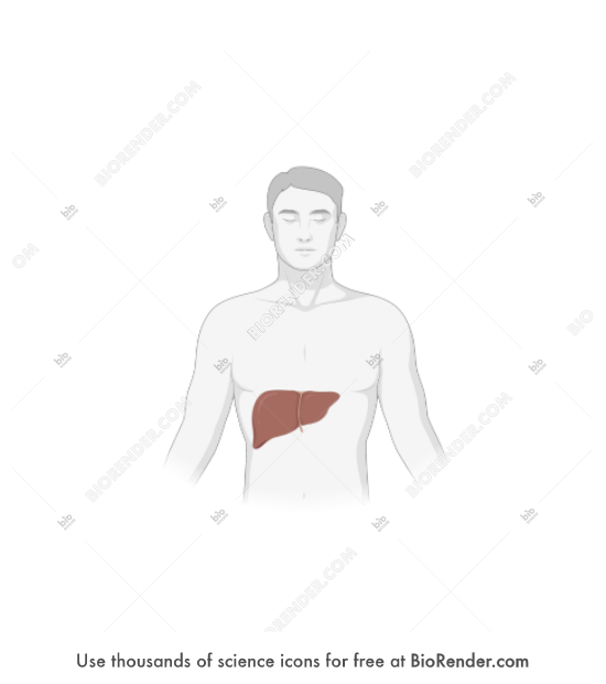 Free Liver (male) Icons, Symbols & Images | BioRender
