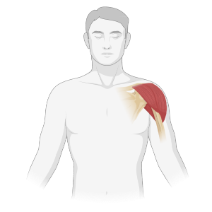 Free Muscle cross-section (dystrophy) Icons, Symbols & Images | BioRender