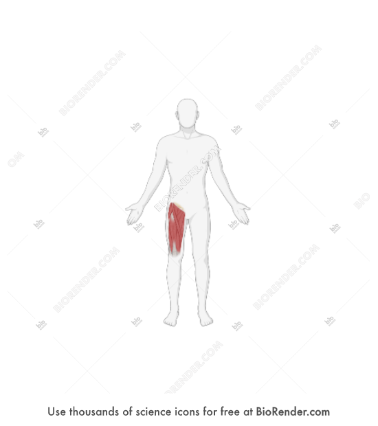 Free Thigh muscles (on man) Icons, Symbols & Images | BioRender