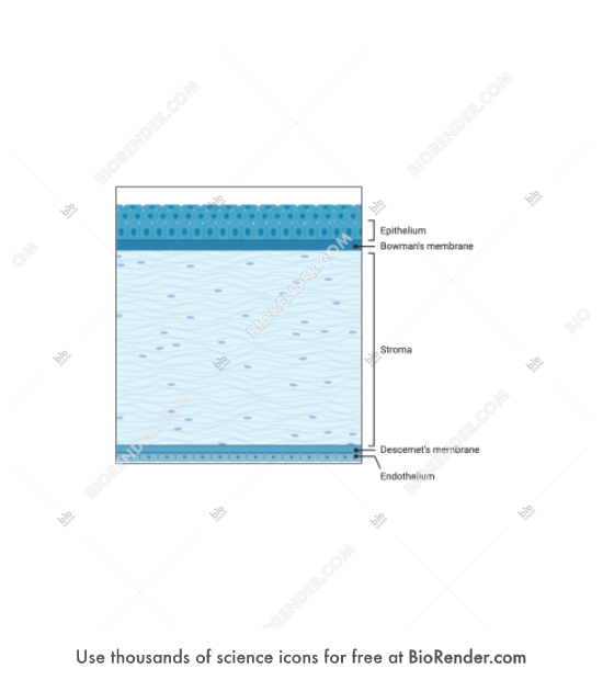 Free Corneal anatomy Icons, Symbols & Images | BioRender