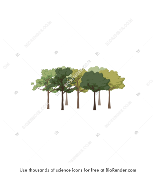 Free Forest (tropical, wet) Icons, Symbols & Images | BioRender
