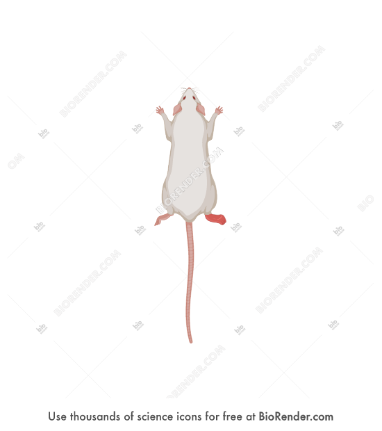 Free Rat (swollen paw, dorsal) Icons, Symbols & Images | BioRender