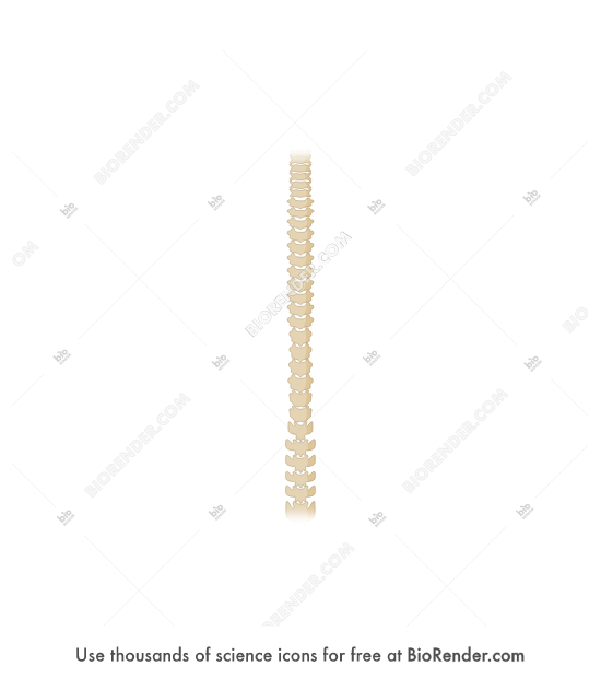 Free Rat vertebrae (spinal column, dorsal) Icons, Symbols & Images ...