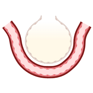 Free Airway (normal 2) Icons, Symbols & Images | BioRender