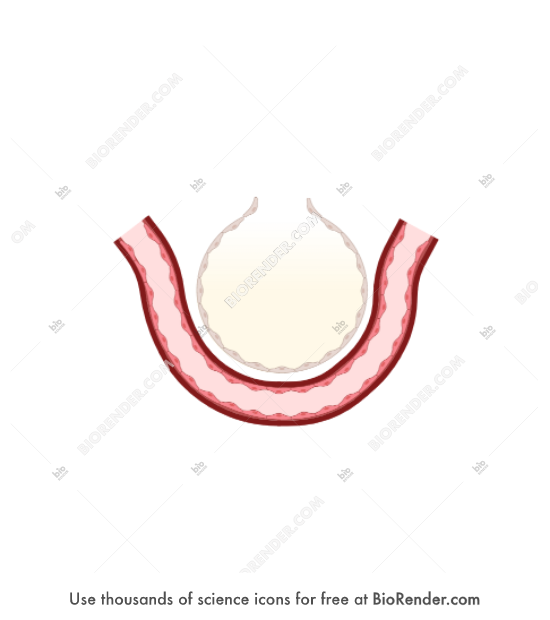 Free Alveoli blood barrier Icons, Symbols & Images | BioRender