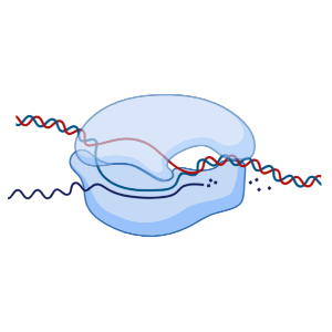 Free rRNA (16S) Icons, Symbols & Images | BioRender