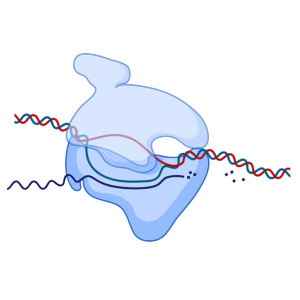Y-RNA (hY1) | Editable Science Icons from BioRender