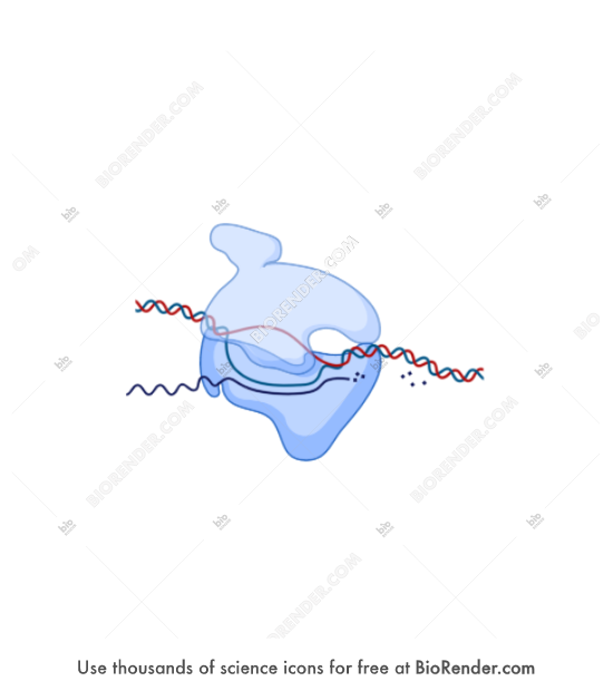 Free RNA polymerase I (transcribing) Icons, Symbols & Images | BioRender