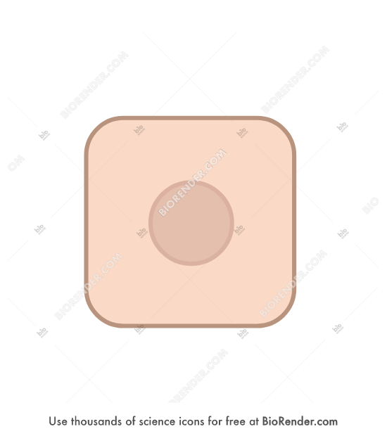 Free Cuboidal cell Icons, Symbols & Images | BioRender