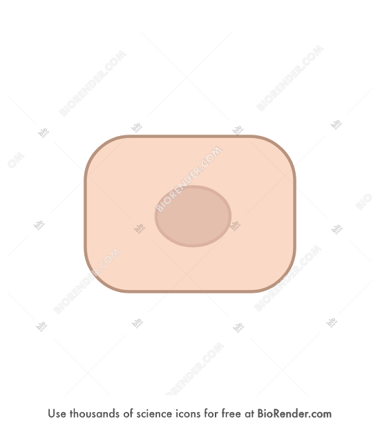 Free Cuboidal cell (rectangular) Icons, Symbols & Images | BioRender