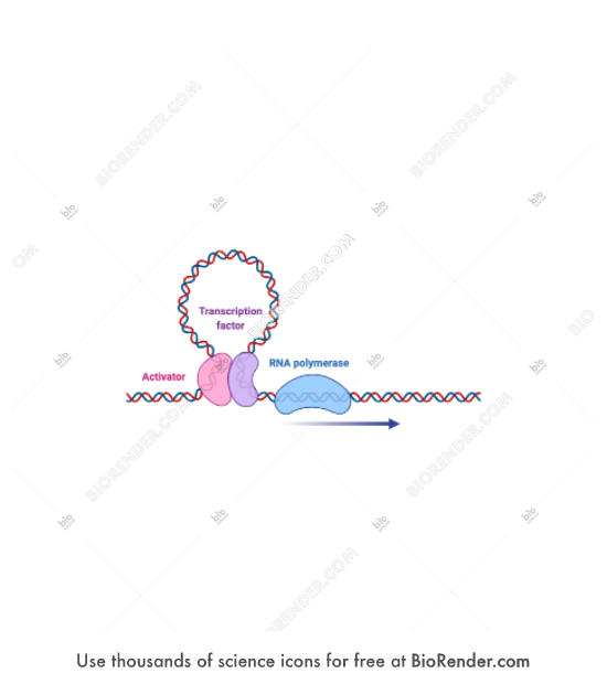 Free Enhancer/initiation complex Icons, Symbols & Images | BioRender