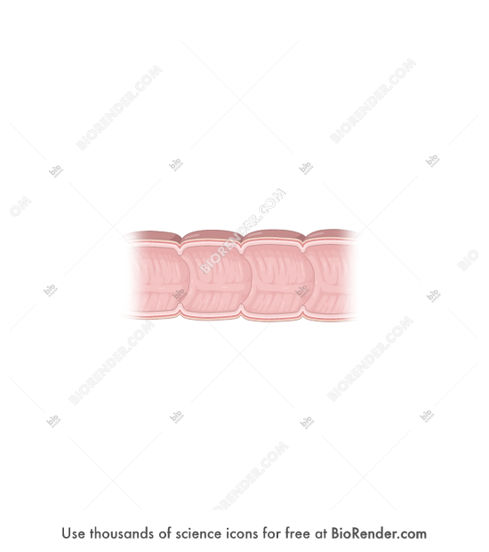 Free Large intestine (cross-section) Icons, Symbols & Images | BioRender