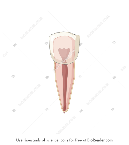 Free Primary incisor (labial view, microCT) Icons, Symbols & Images ...