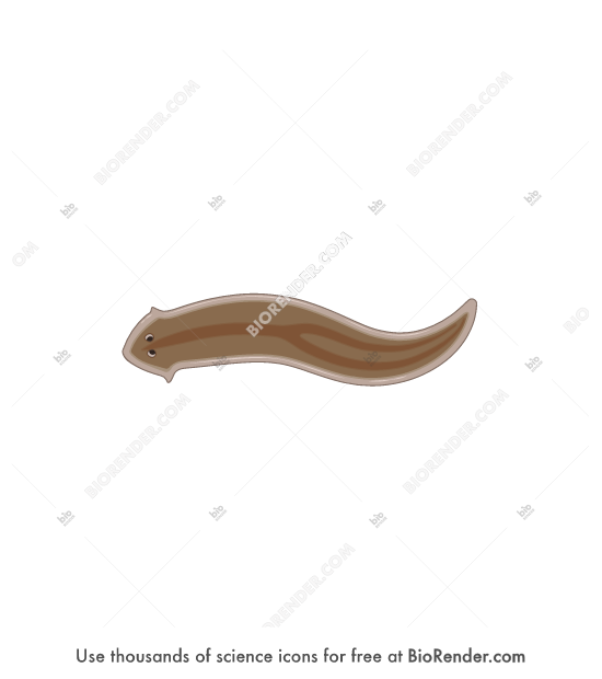 Free Planarian Icons, Symbols & Images | BioRender