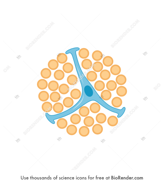 Free Schwann cell (precursor) Icons, Symbols & Images | BioRender
