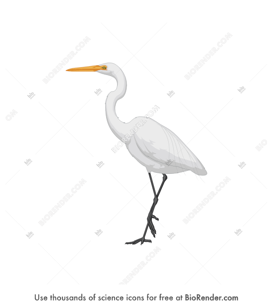 Free Great egret (Ardea alba) Icons, Symbols & Images | BioRender