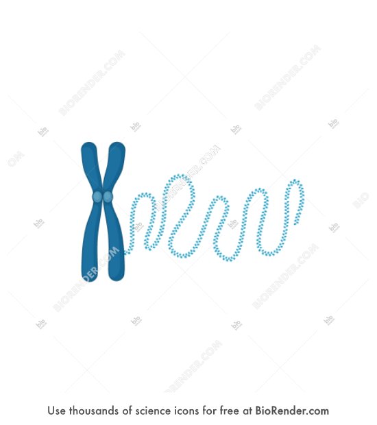 Free Chromosome and open chromatin Icons, Symbols & Images | BioRender