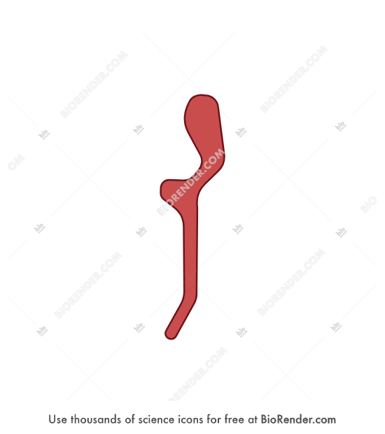 Free Type 2 secretion system (GspC) Icons, Symbols & Images | BioRender