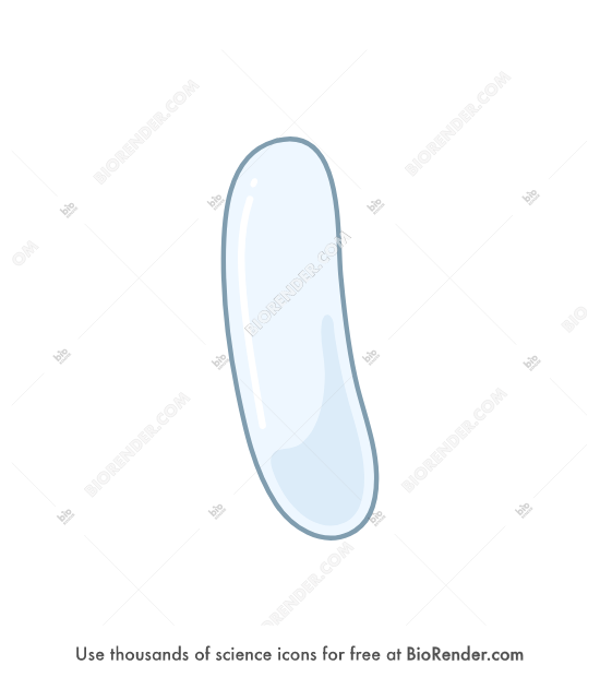Free Vacuole (long) Icons, Symbols & Images | BioRender