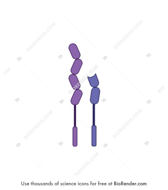 Free Ifnar1 Ifnar2 Icons Symbols And Images Biorender