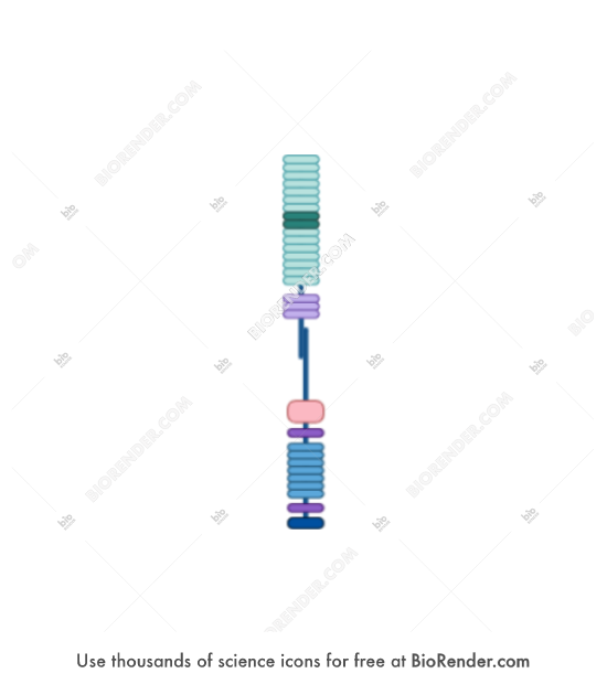 Free NOTCH Icons, Symbols & Images | BioRender