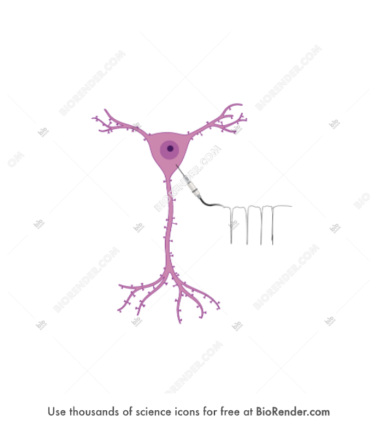 Free Neuron with patch-clamp Icons, Symbols & Images | BioRender