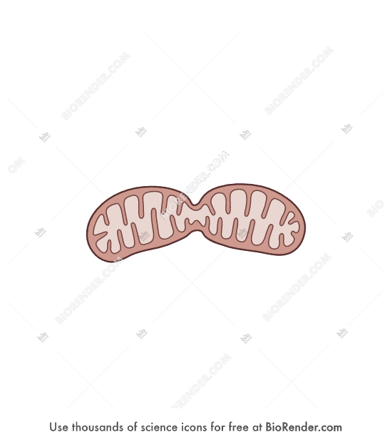 Free Mitochondria (fission) Icons, Symbols & Images | BioRender