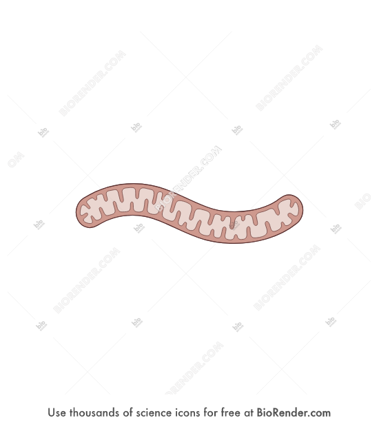 Free Mitochondria (elongated) Icons, Symbols & Images | BioRender