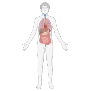 Free Trachea (with alveoli) Icons, Symbols & Images | BioRender